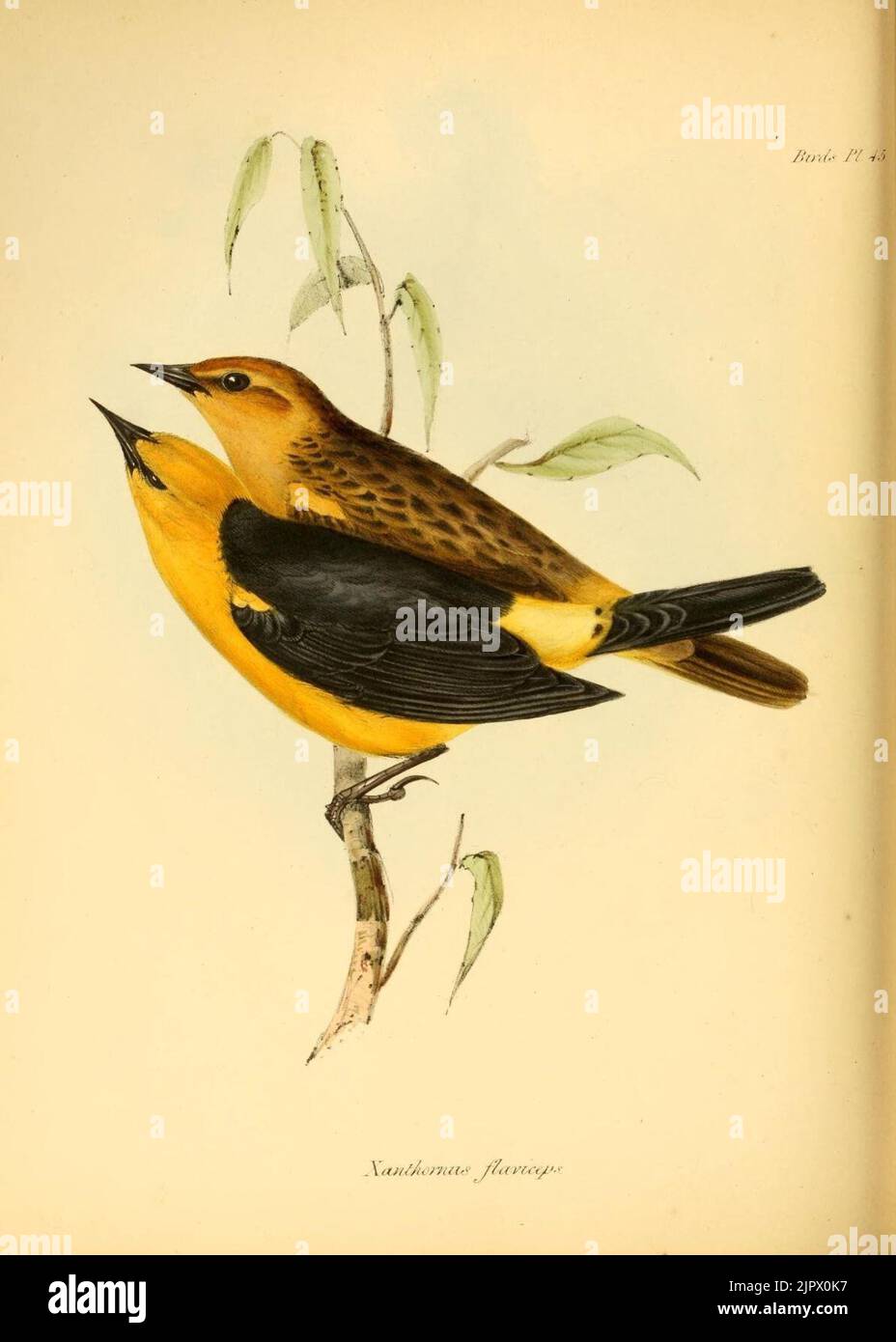 The zoology of the voyage of H.M.S. Beagle (Birds Pl. 45) (8430618176 ...