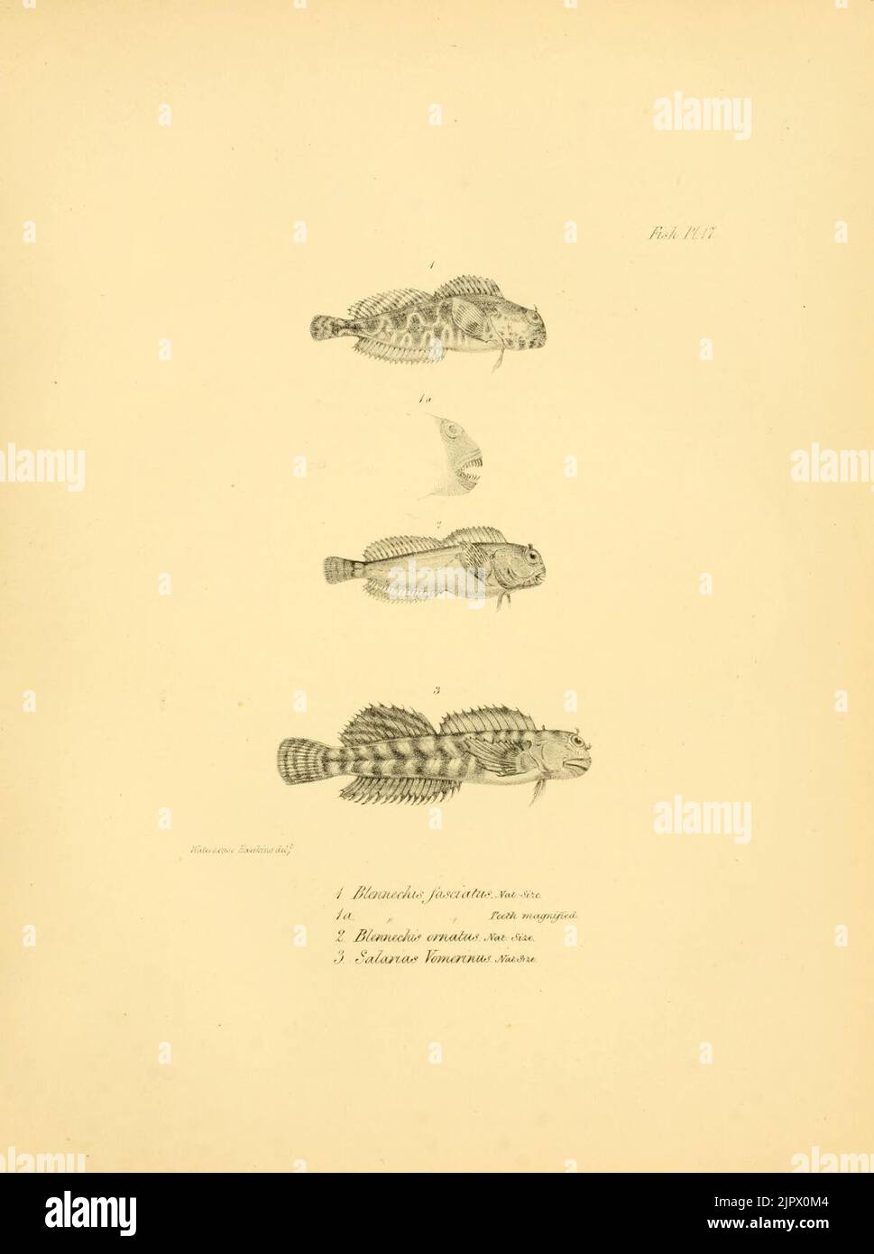 The zoology of the voyage of H.M.S. Beagle (Fish. Pl. 17 Stock Photo ...