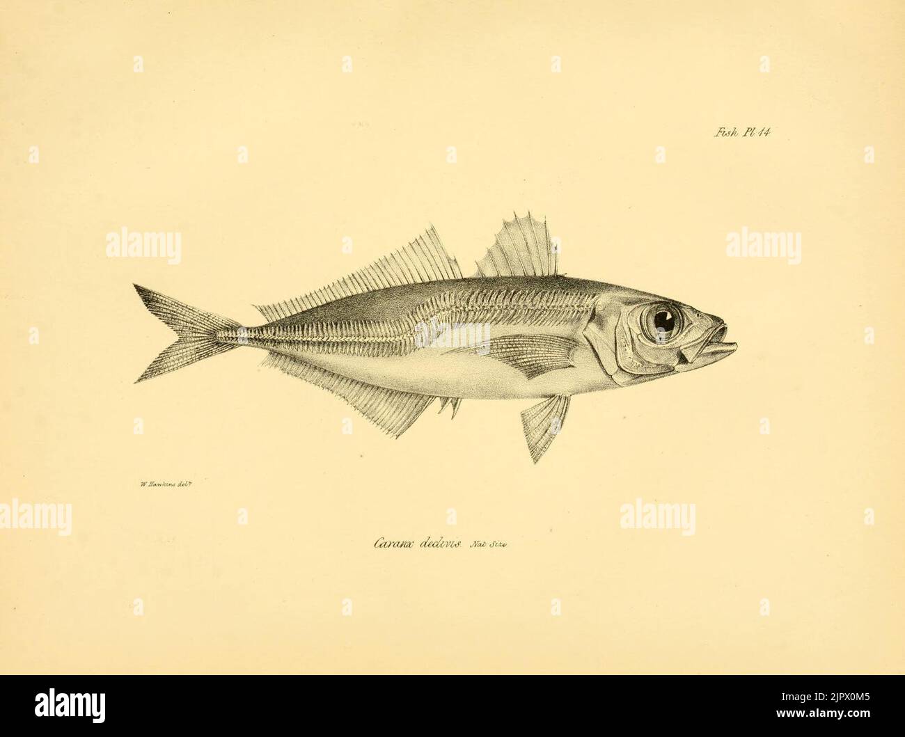 The zoology of the voyage of H.M.S. Beagle (Fish. Pl. 14 Stock Photo ...
