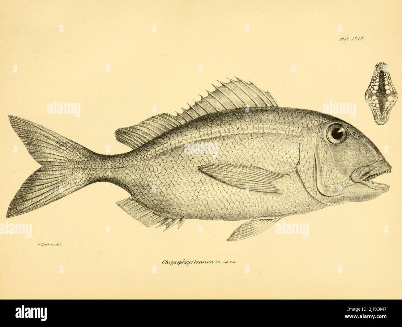 The zoology of the voyage of H.M.S. Beagle (Fish. Pl. 12 Stock Photo ...