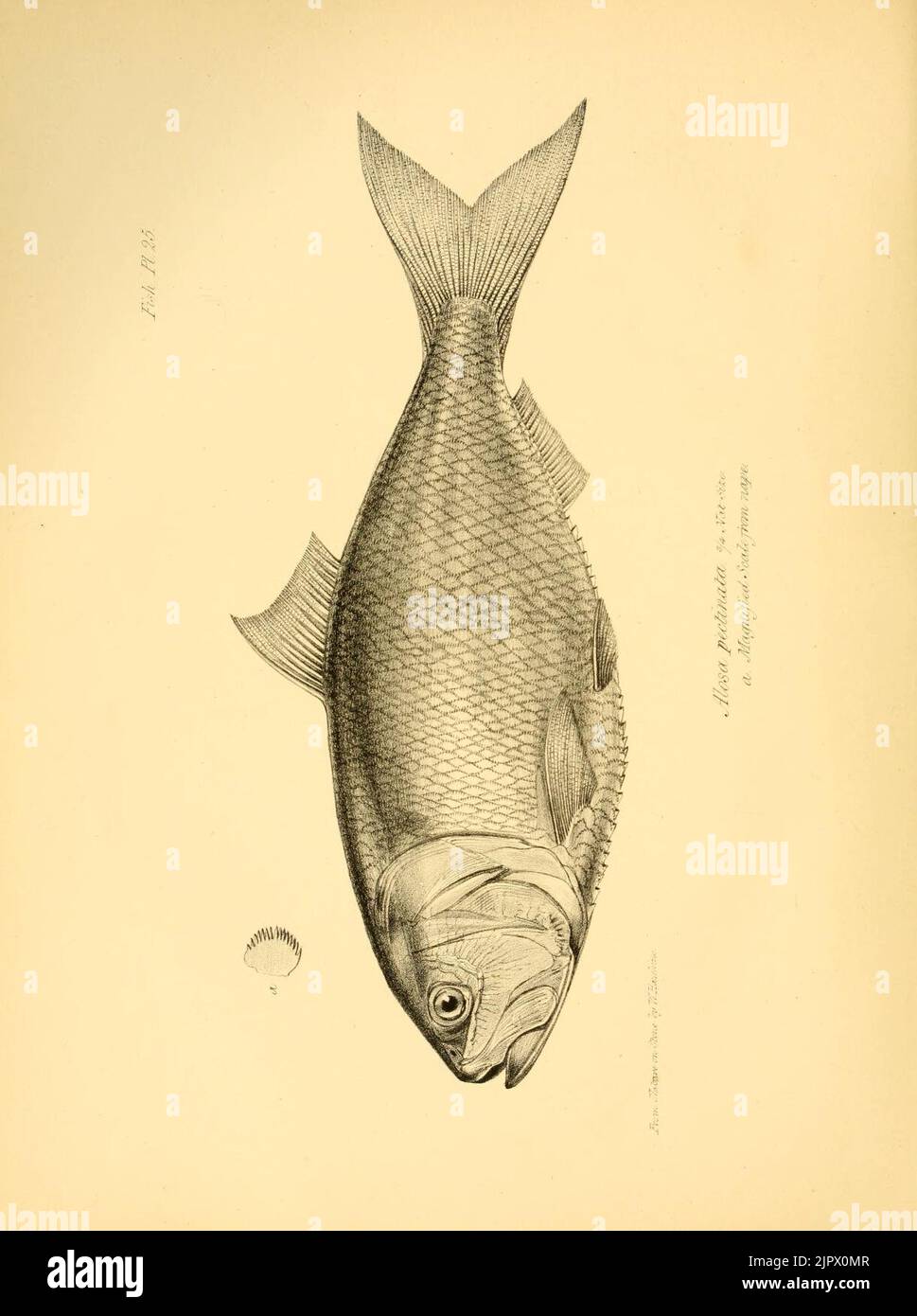 The zoology of the voyage of H.M.S. Beagle (Fish. Pl. 25 Stock Photo ...