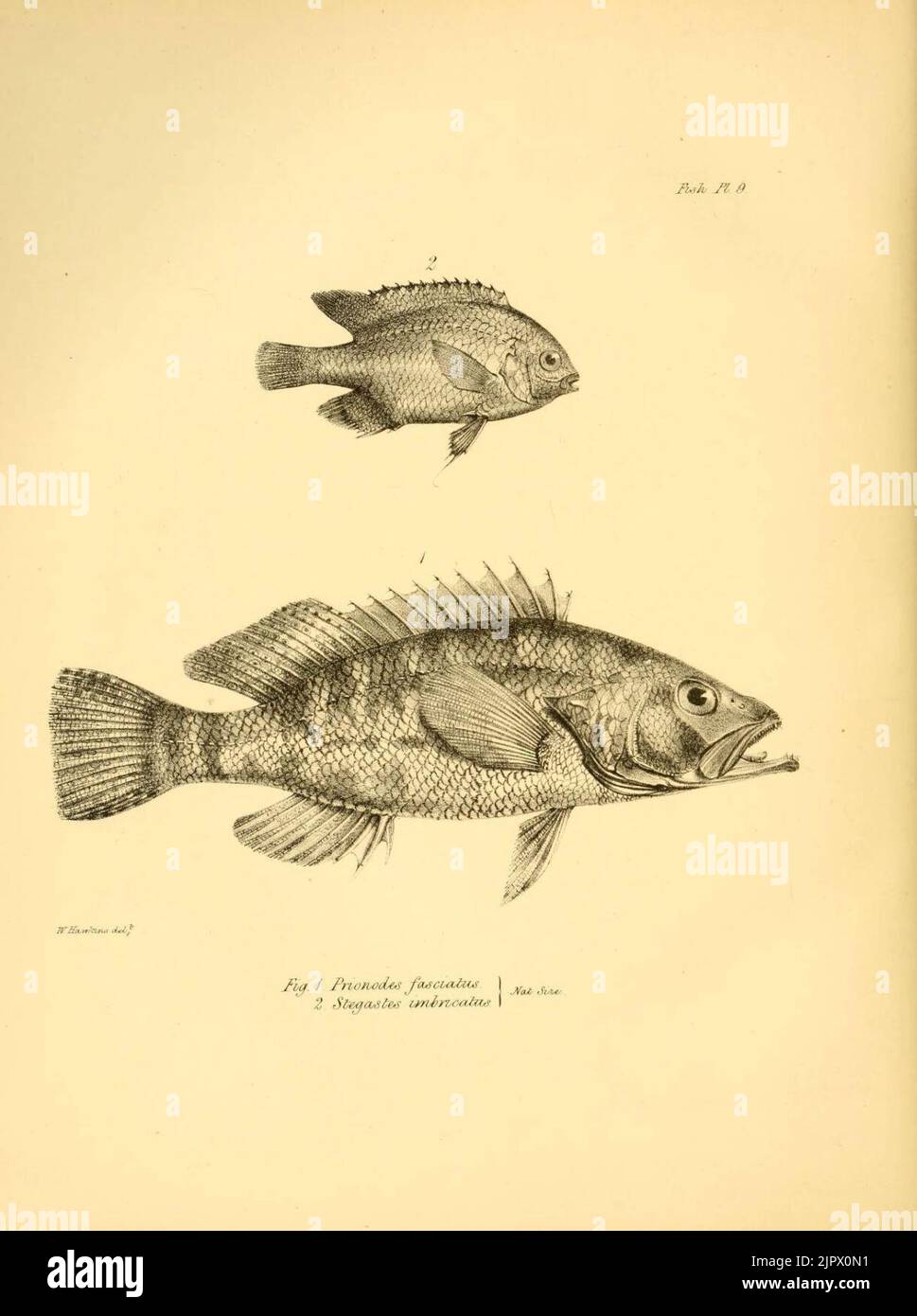 The zoology of the voyage of H.M.S. Beagle (Fish. Pl. 9) (5985487866 ...
