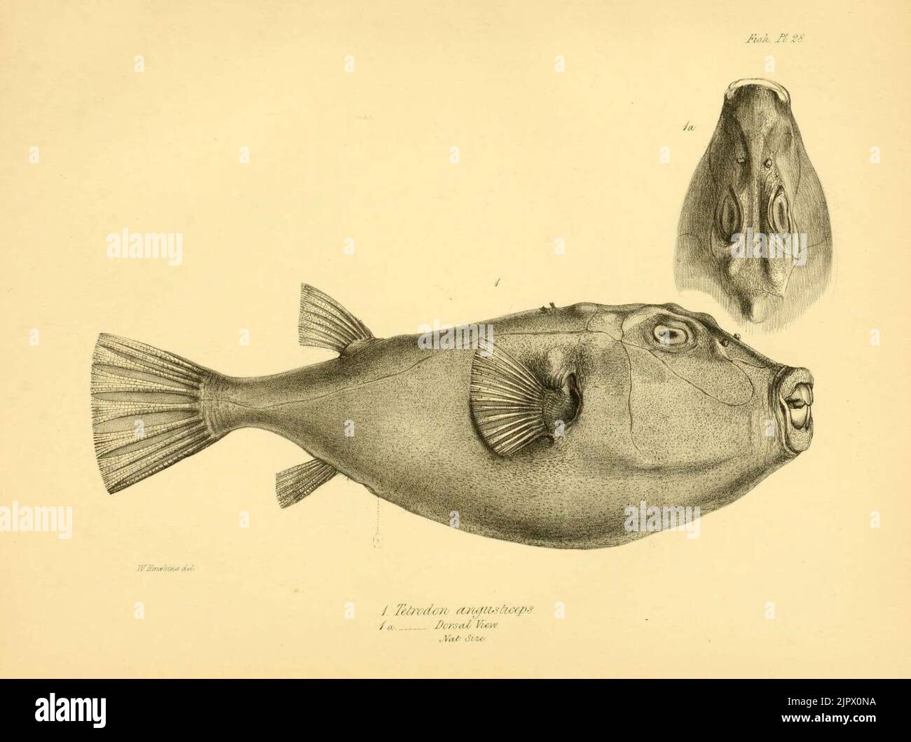 The zoology of the voyage of H.M.S. Beagle (Fish. Pl. 28) (5984930509 ...