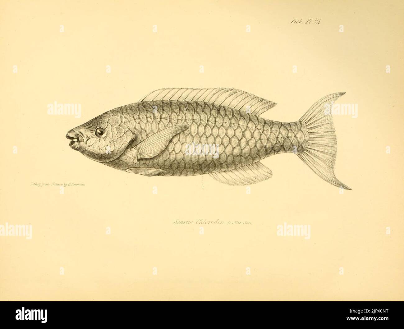 The zoology of the voyage of H.M.S. Beagle (Fish. Pl. 21 Stock Photo ...