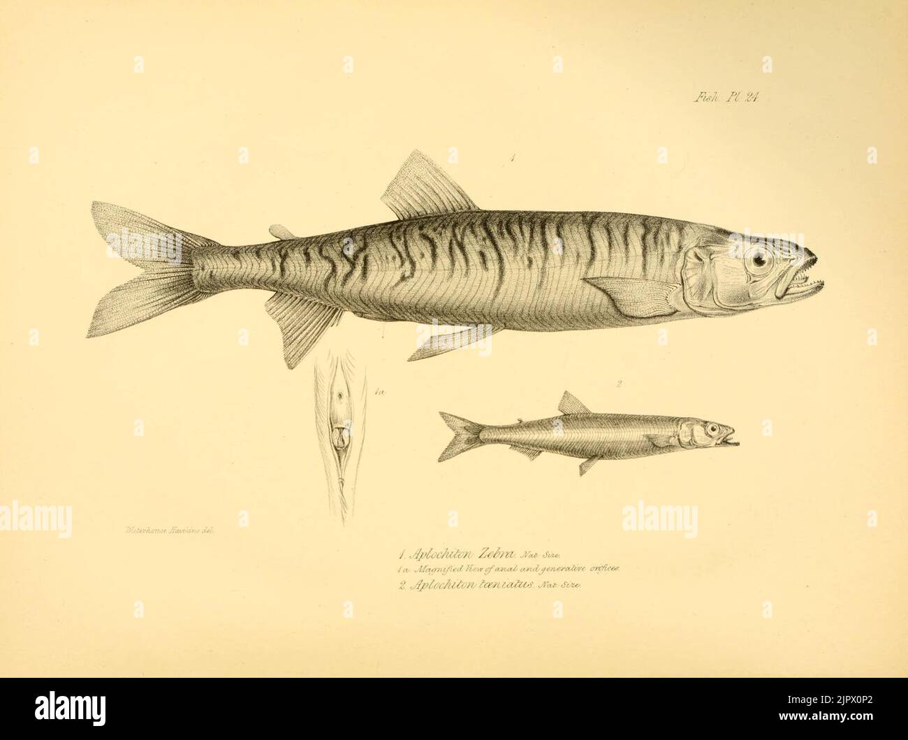 The zoology of the voyage of H.M.S. Beagle (Fish. Pl. 24 Stock Photo ...