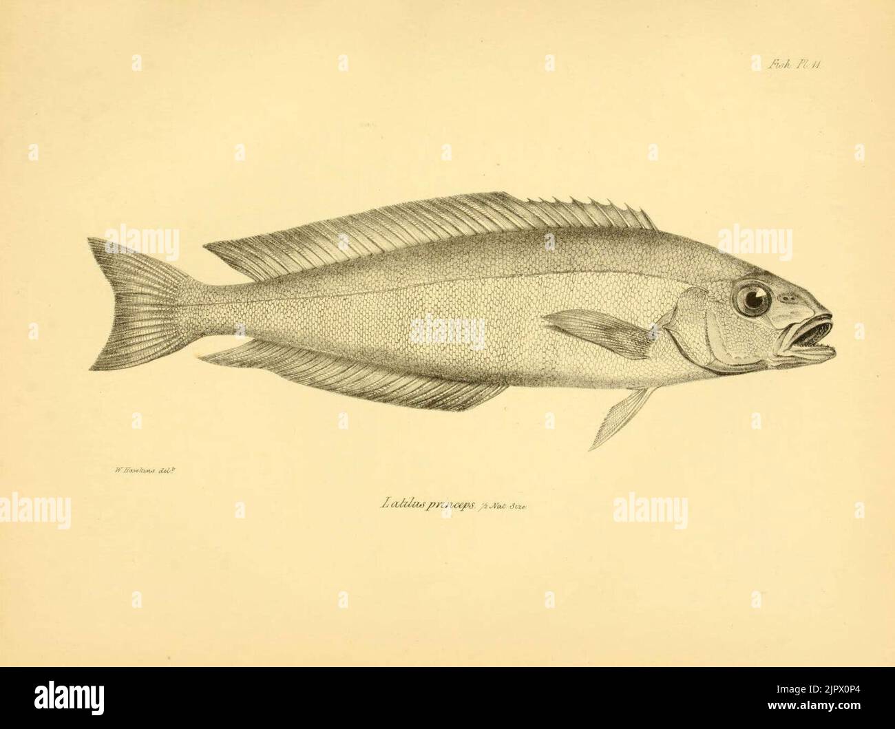 The zoology of the voyage of H.M.S. Beagle (Fish. Pl. 11) (5985488372 ...