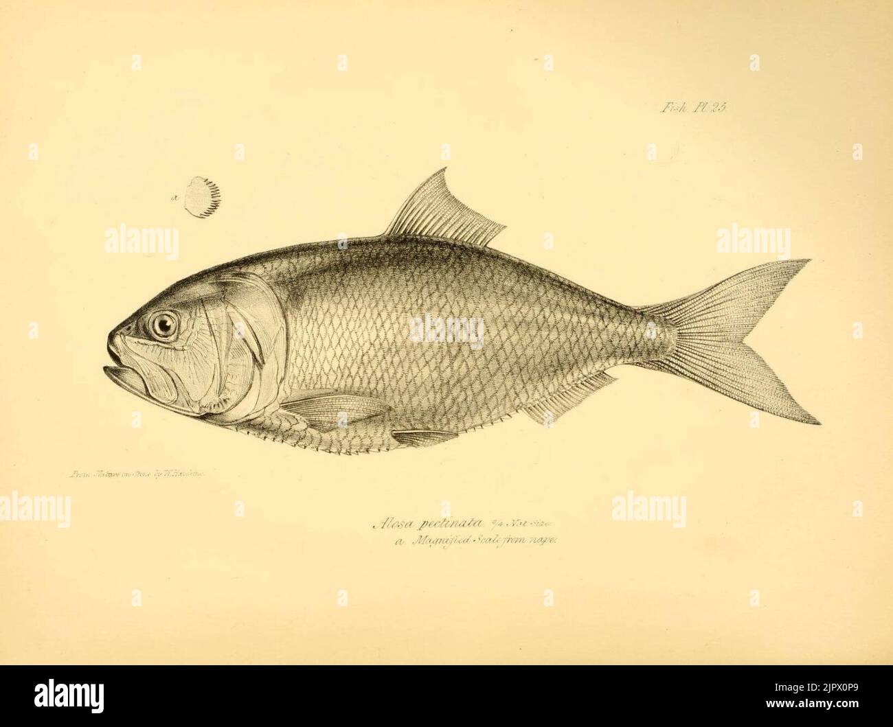 The zoology of the voyage of H.M.S. Beagle (Fish. Pl. 25) (5985491730 ...