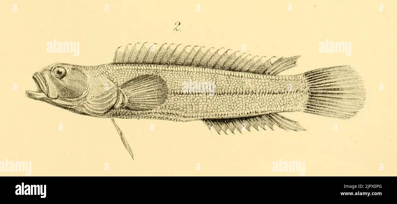 The zoology of the voyage of H.M.S. Beagle (Fish. Pl. 18 Stock Photo ...