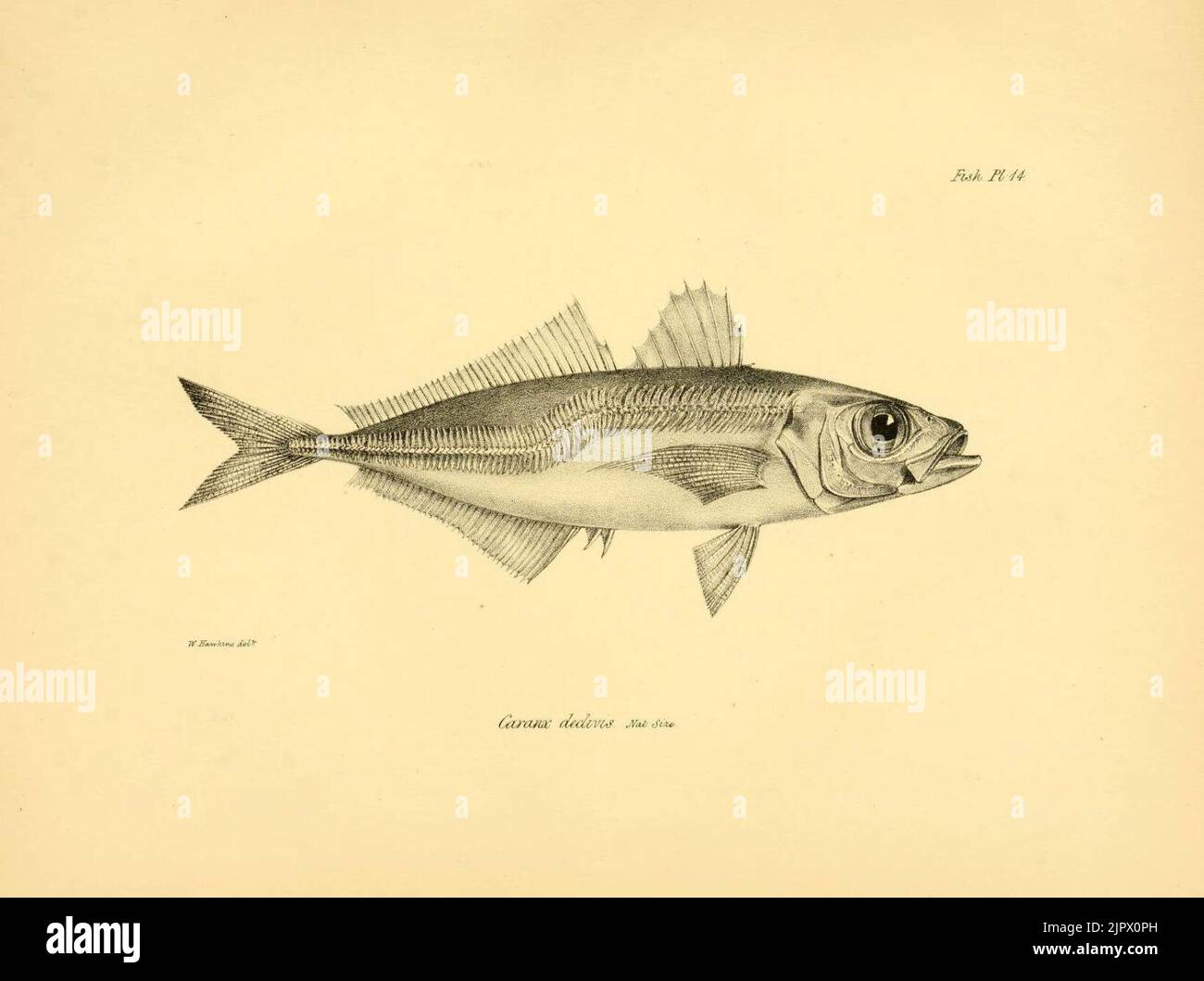 The zoology of the voyage of H.M.S. Beagle (Fish. Pl. 14) (5985489214 ...