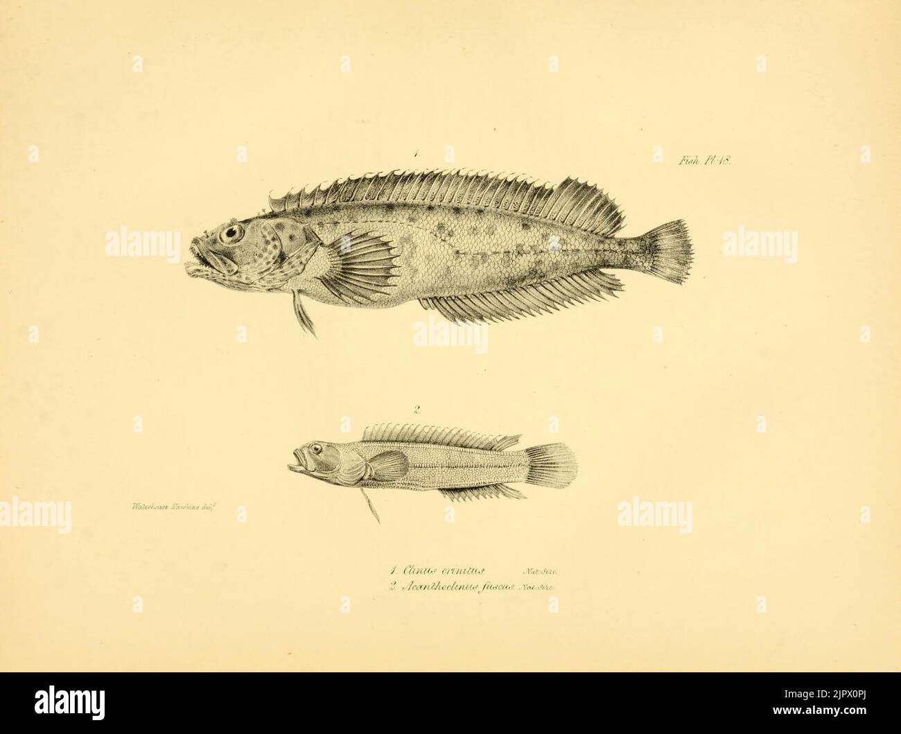 The zoology of the voyage of H.M.S. Beagle (Fish. Pl. 18 Stock Photo ...