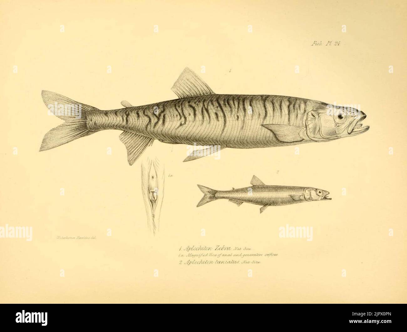 The zoology of the voyage of H.M.S. Beagle (Fish. Pl. 24) (5985491420 ...