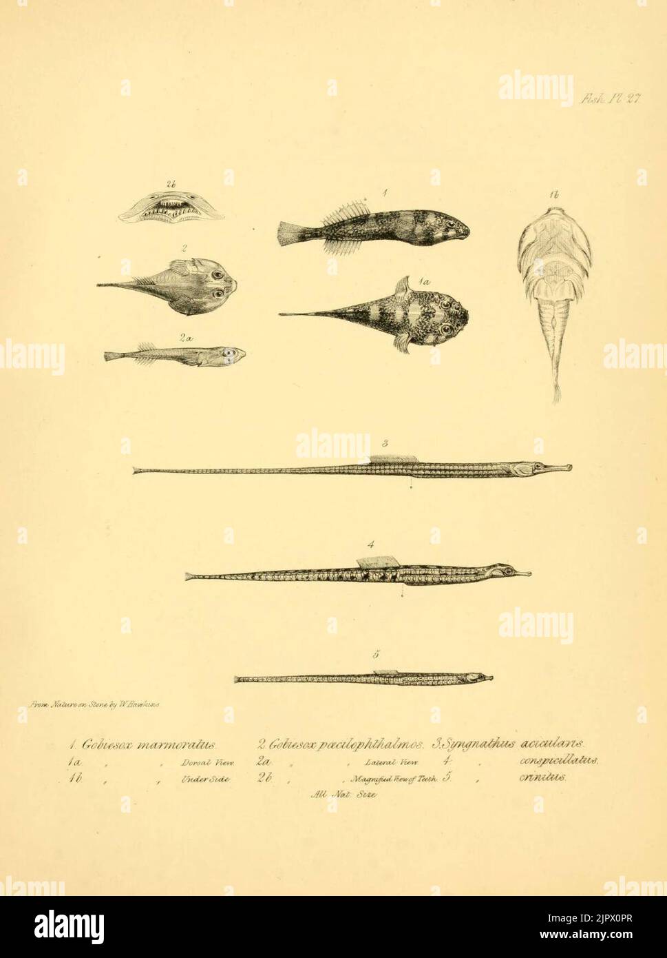 The zoology of the voyage of H.M.S. Beagle (Fish. Pl. 27) (5985492234 ...