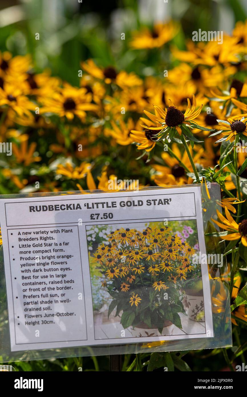 rudbeckia little gold star flowers at a stall at a festival selling ...