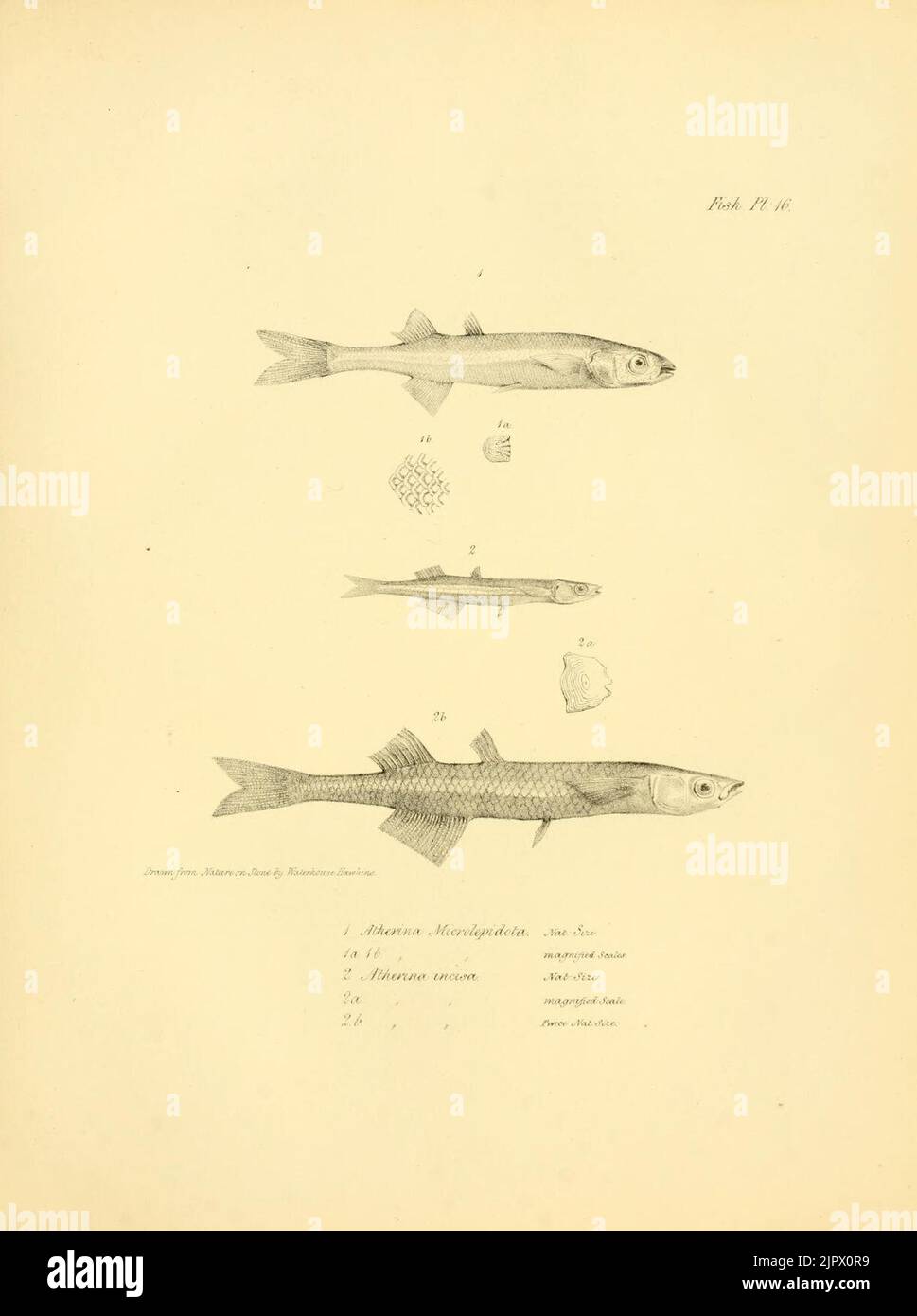 The zoology of the voyage of H.M.S. Beagle (Fish. Pl. 16 Stock Photo ...