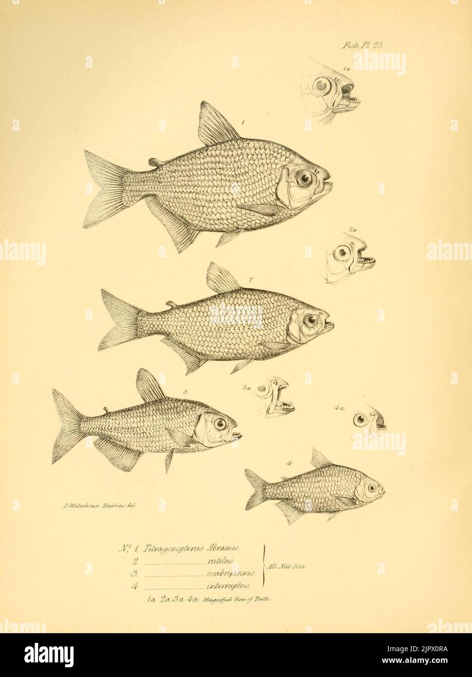 The zoology of the voyage of H.M.S. Beagle (Fish. Pl. 23 Stock Photo ...