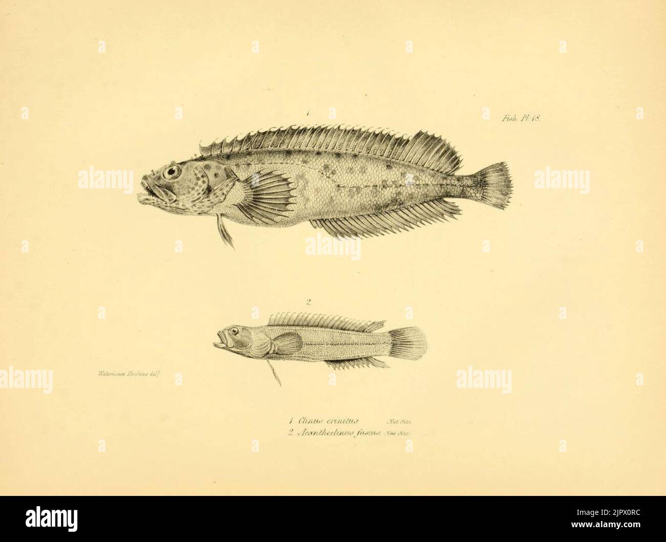 The zoology of the voyage of H.M.S. Beagle (Fish. Pl. 18) (5984927975 ...