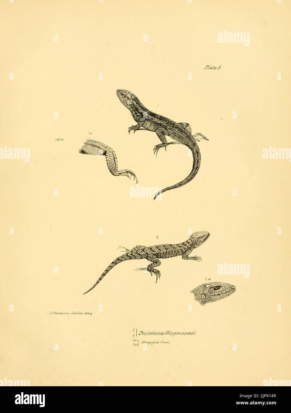 The zoology of the voyage of H.M.S. Beagle (Reptiles Pl. 8 Stock Photo ...