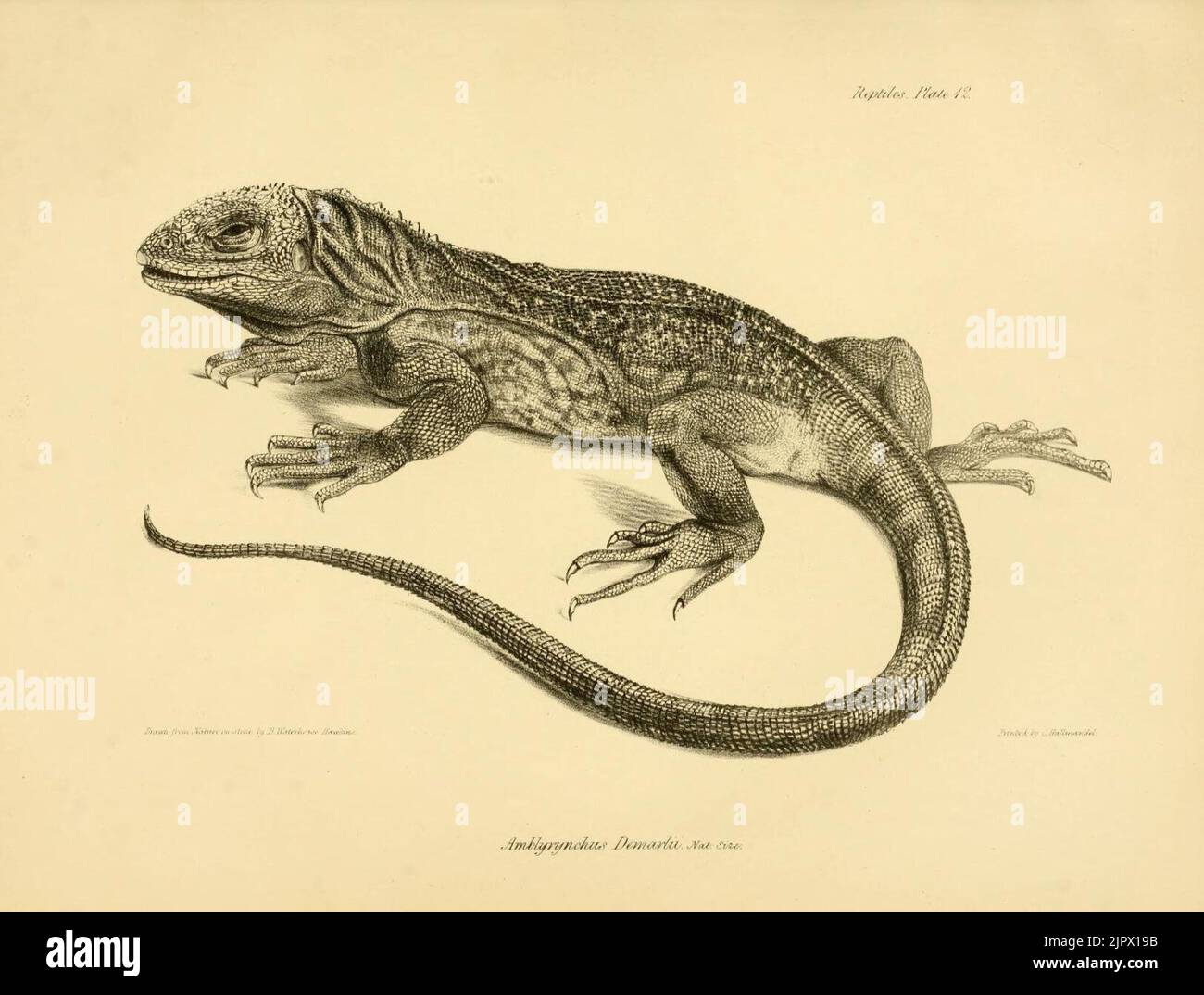 The zoology of the voyage of H.M.S. Beagle (Reptiles Pl. 12 ...