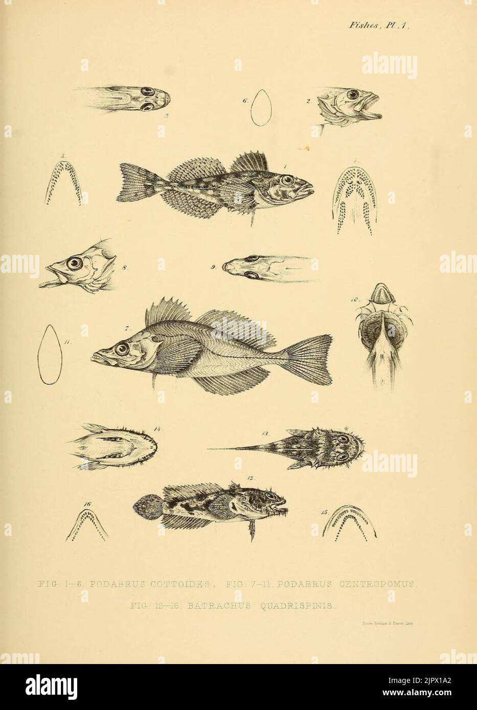The Zoology of the voyage of H.M.S. Samarang, under the command of ...