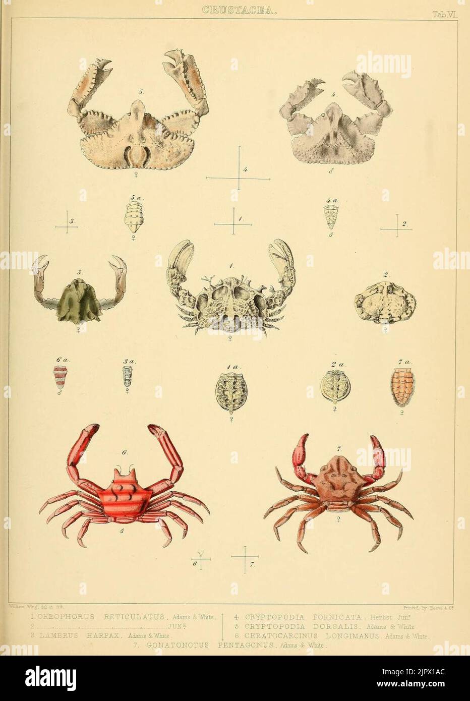The Zoology of the voyage of H.M.S. Samarang, under the command of ...