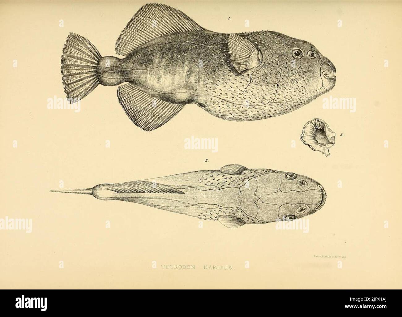 The Zoology of the voyage of H.M.S. Samarang, under the command of ...