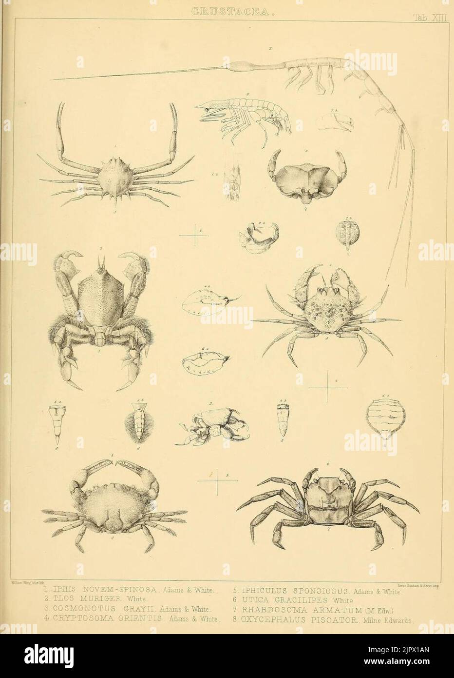 The Zoology of the voyage of H.M.S. Samarang, under the command of ...