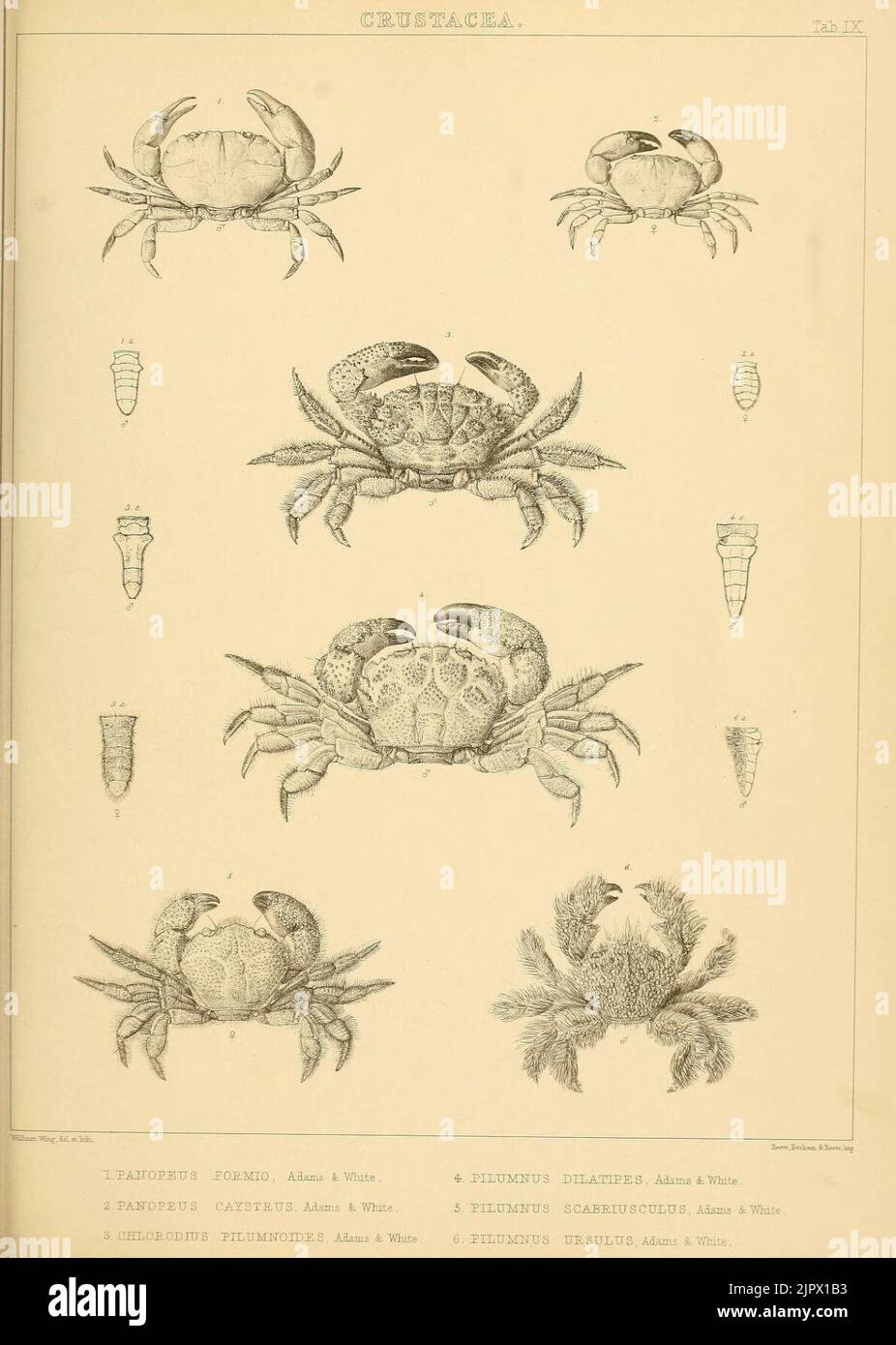 The Zoology of the voyage of H.M.S. Samarang, under the command of ...