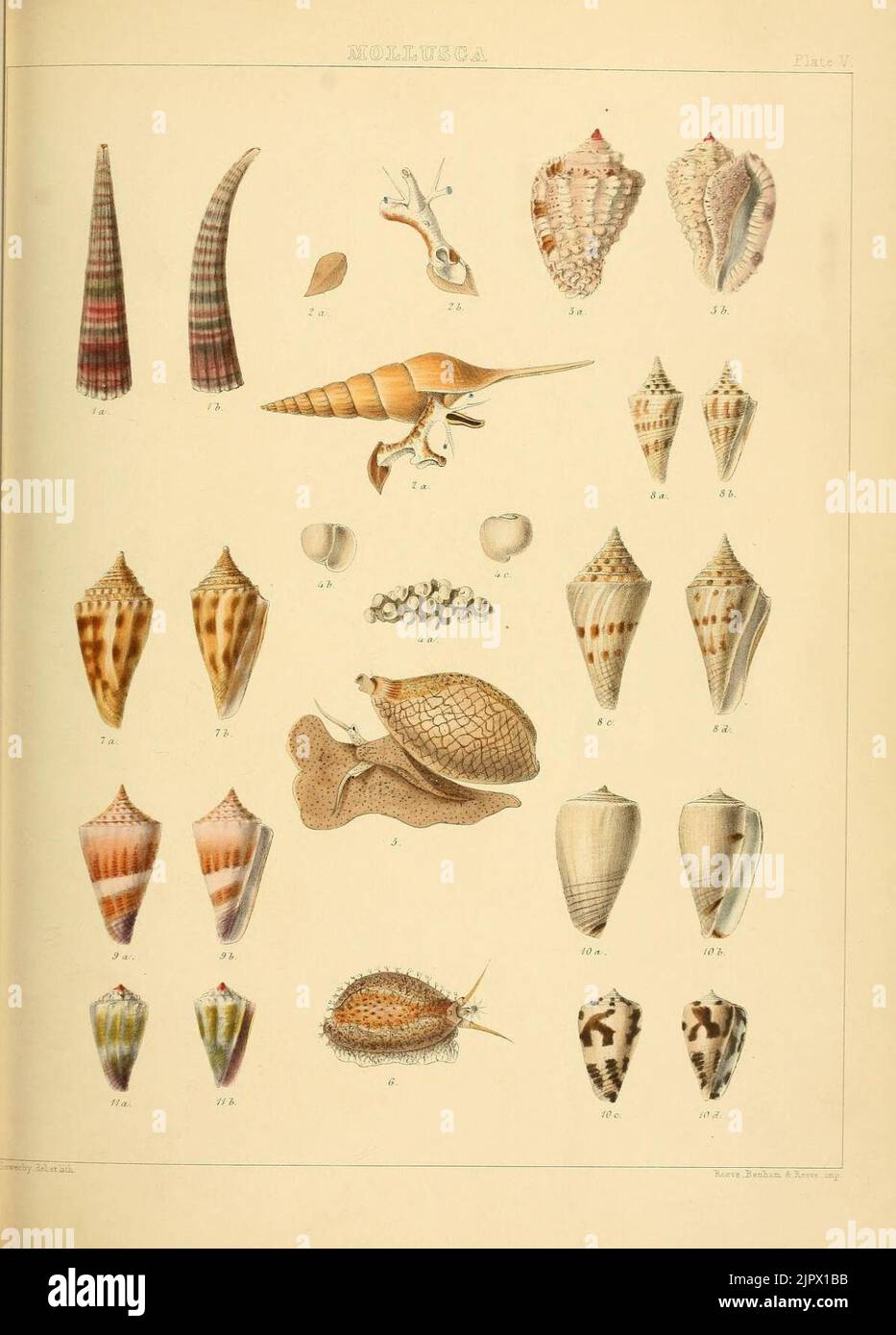 The Zoology of the voyage of H.M.S. Samarang, under the command of ...