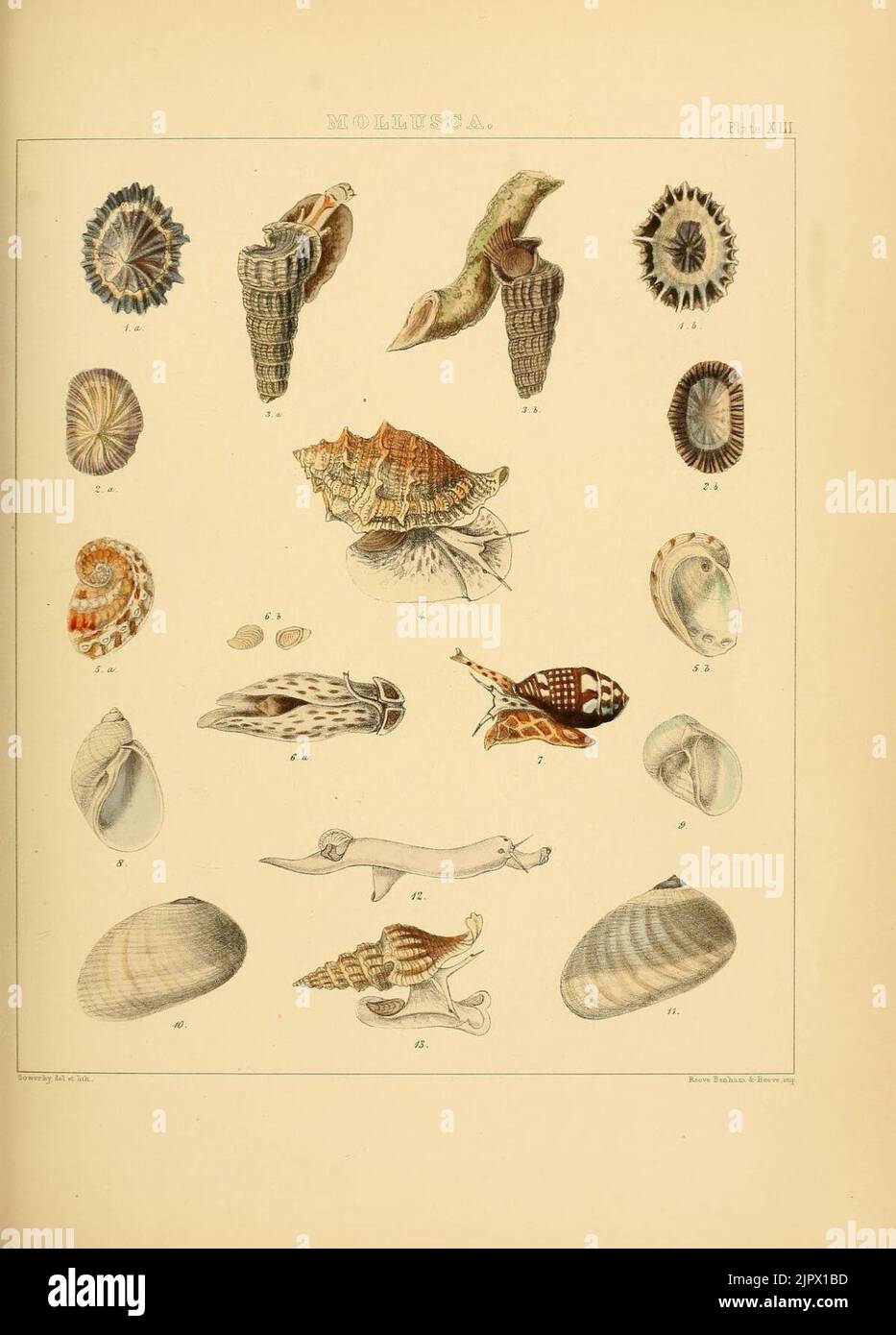 The Zoology of the voyage of H.M.S. Samarang, under the command of ...