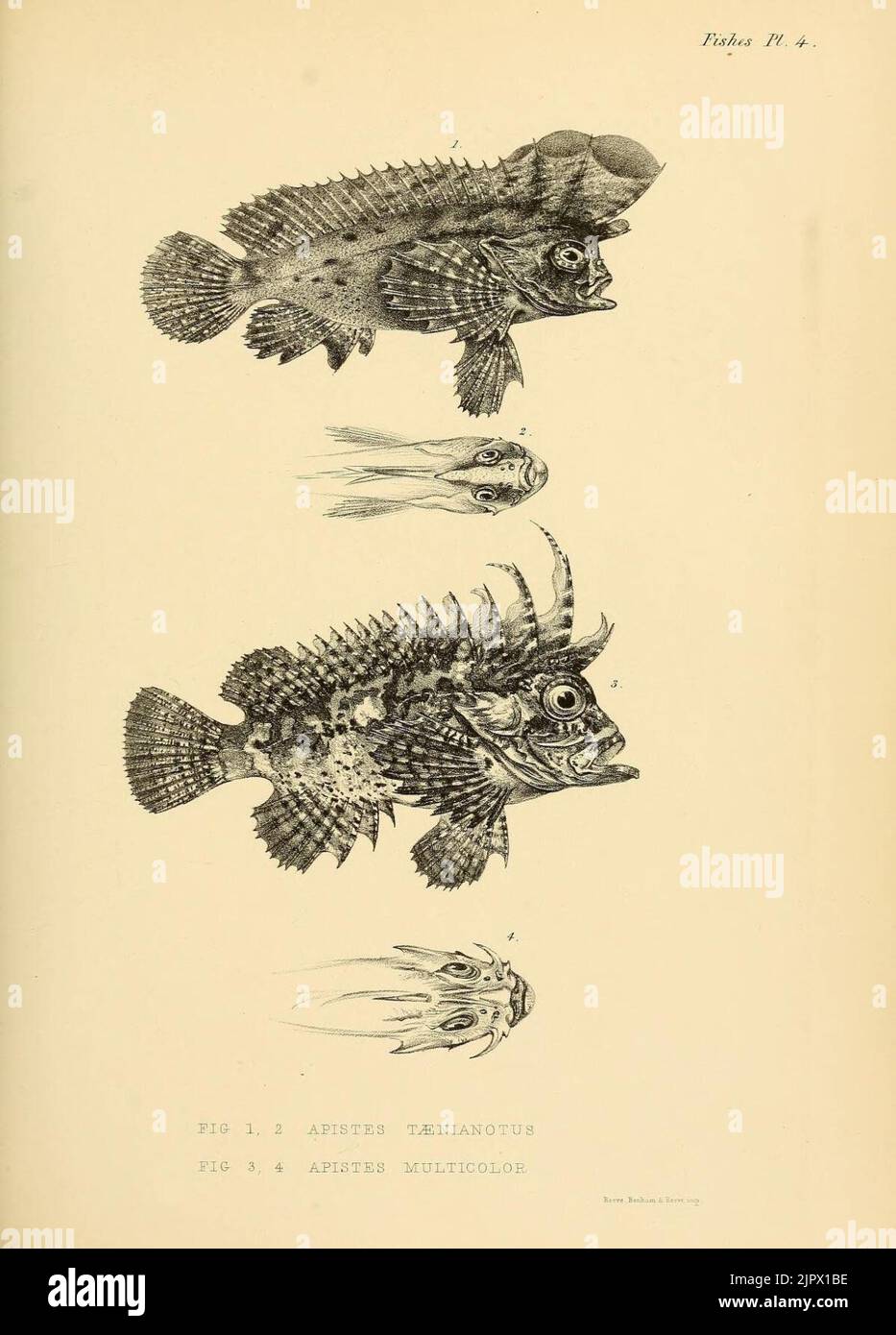 The Zoology of the voyage of H.M.S. Samarang, under the command of ...