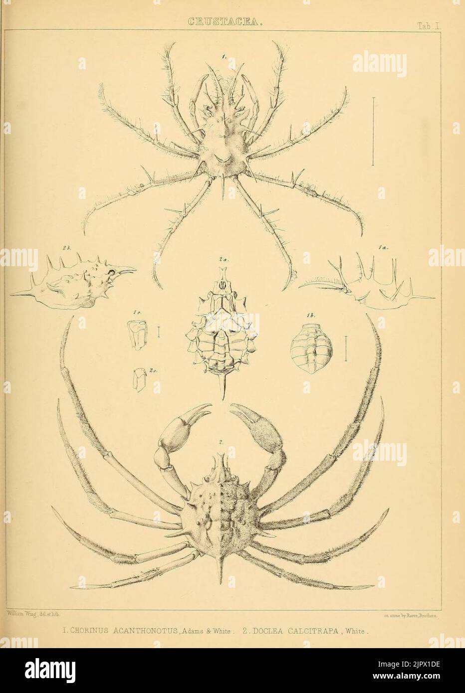 The Zoology of the voyage of H.M.S. Samarang, under the command of ...