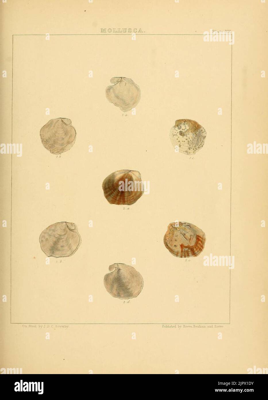 The Zoology of the voyage of H.M.S. Samarang, under the command of ...