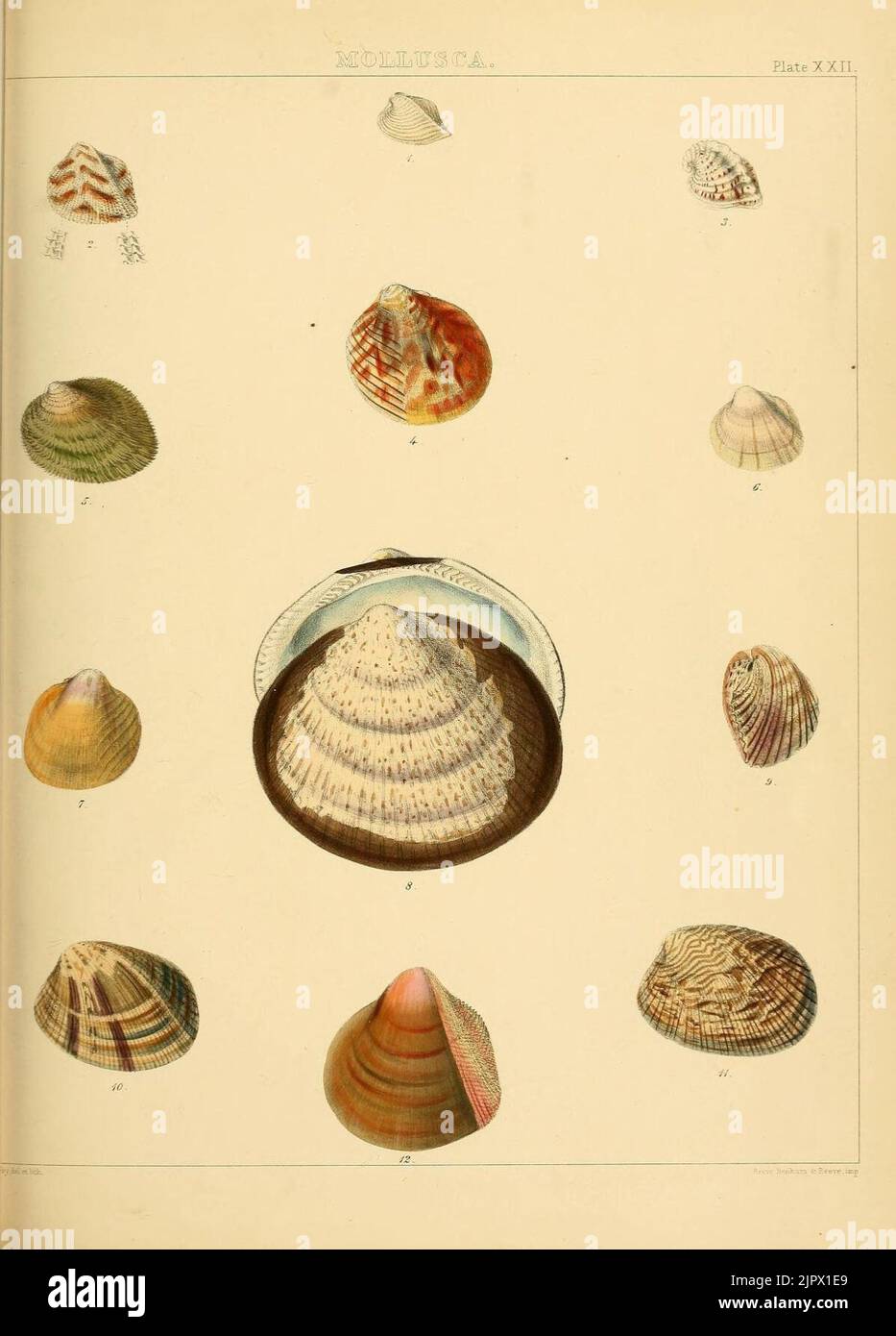 The Zoology of the voyage of H.M.S. Samarang, under the command of ...
