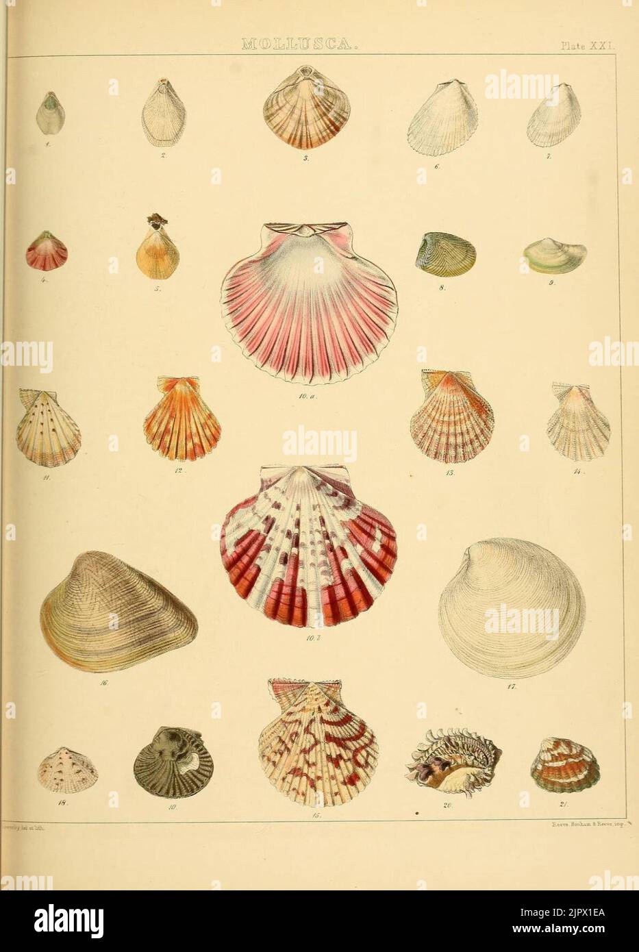 The Zoology of the voyage of H.M.S. Samarang, under the command of ...