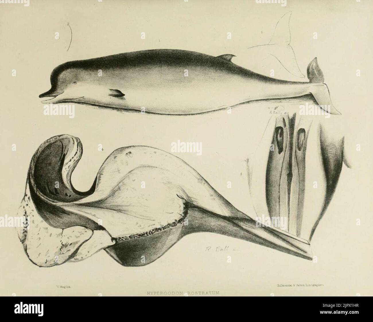 The zoology of the voyage of the H.M.S. Erebus and Terror (6257842483 ...