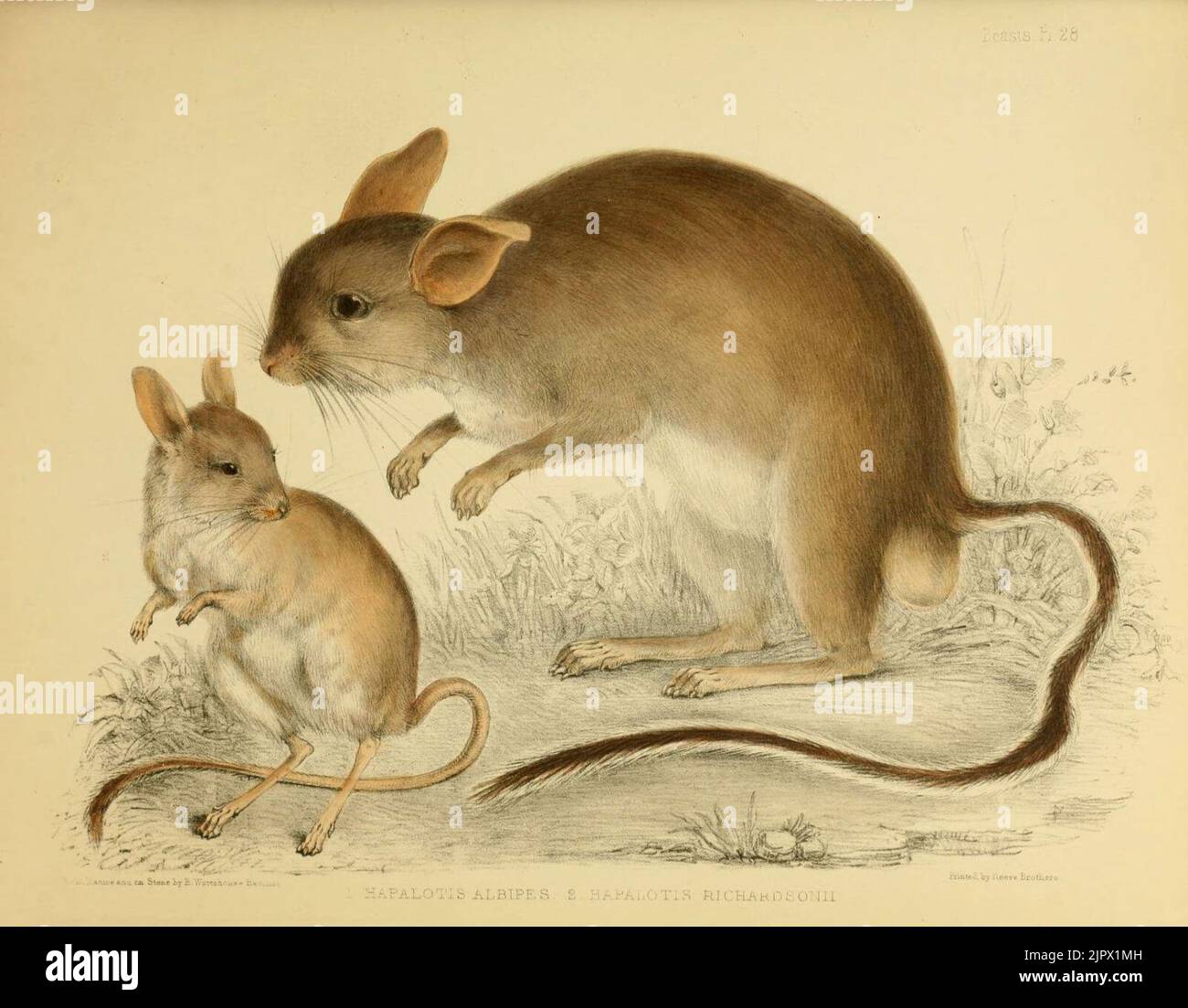 The zoology of the voyage of the H.M.S. Erebus and Terror (6258367318 ...