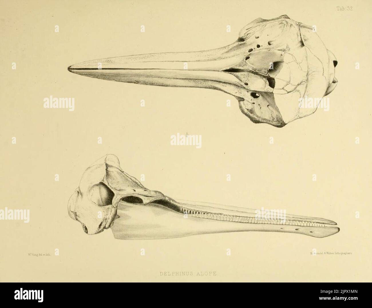 The zoology of the voyage of the H.M.S. Erebus and Terror (6258375418 ...