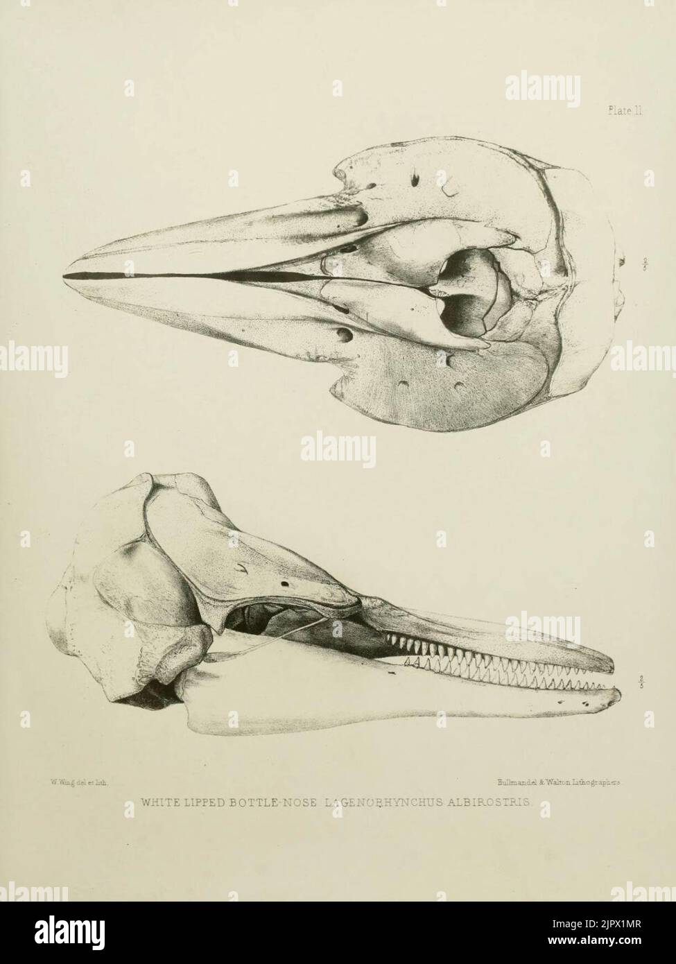 The zoology of the voyage of the H.M.S. Erebus and Terror (6258370388 ...