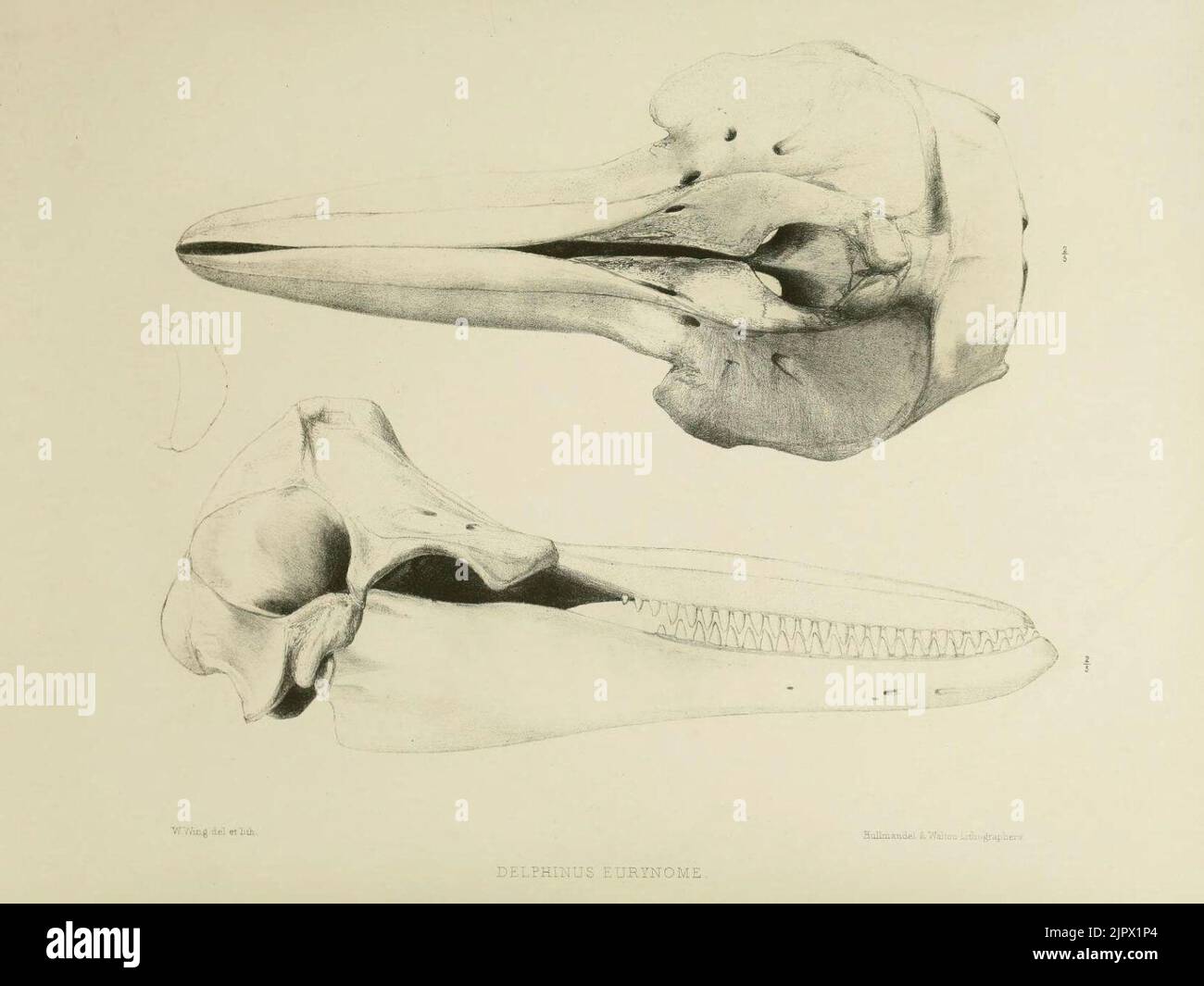 The zoology of the voyage of the H.M.S. Erebus and Terror (6258371902 ...