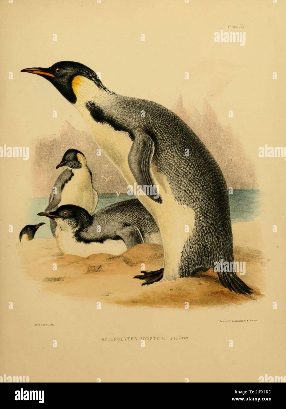 The zoology of the voyage of the H.M.S. Erebus and Terror (6258385138 ...