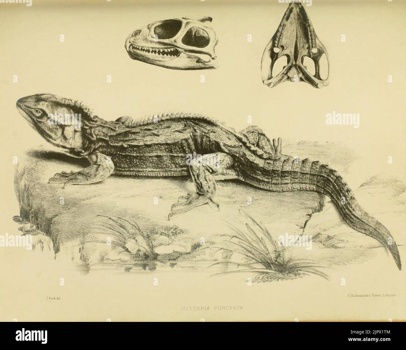 The zoology of the voyage of the H.M.S. Erebus and Terror (10328045943 ...