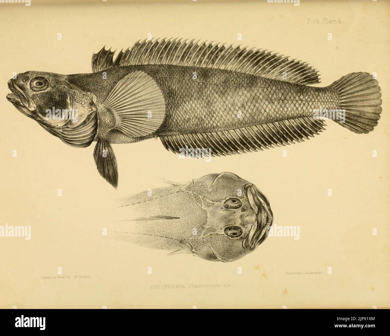 The zoology of the voyage of the H.M.S. Erebus and Terror (10327884854 ...