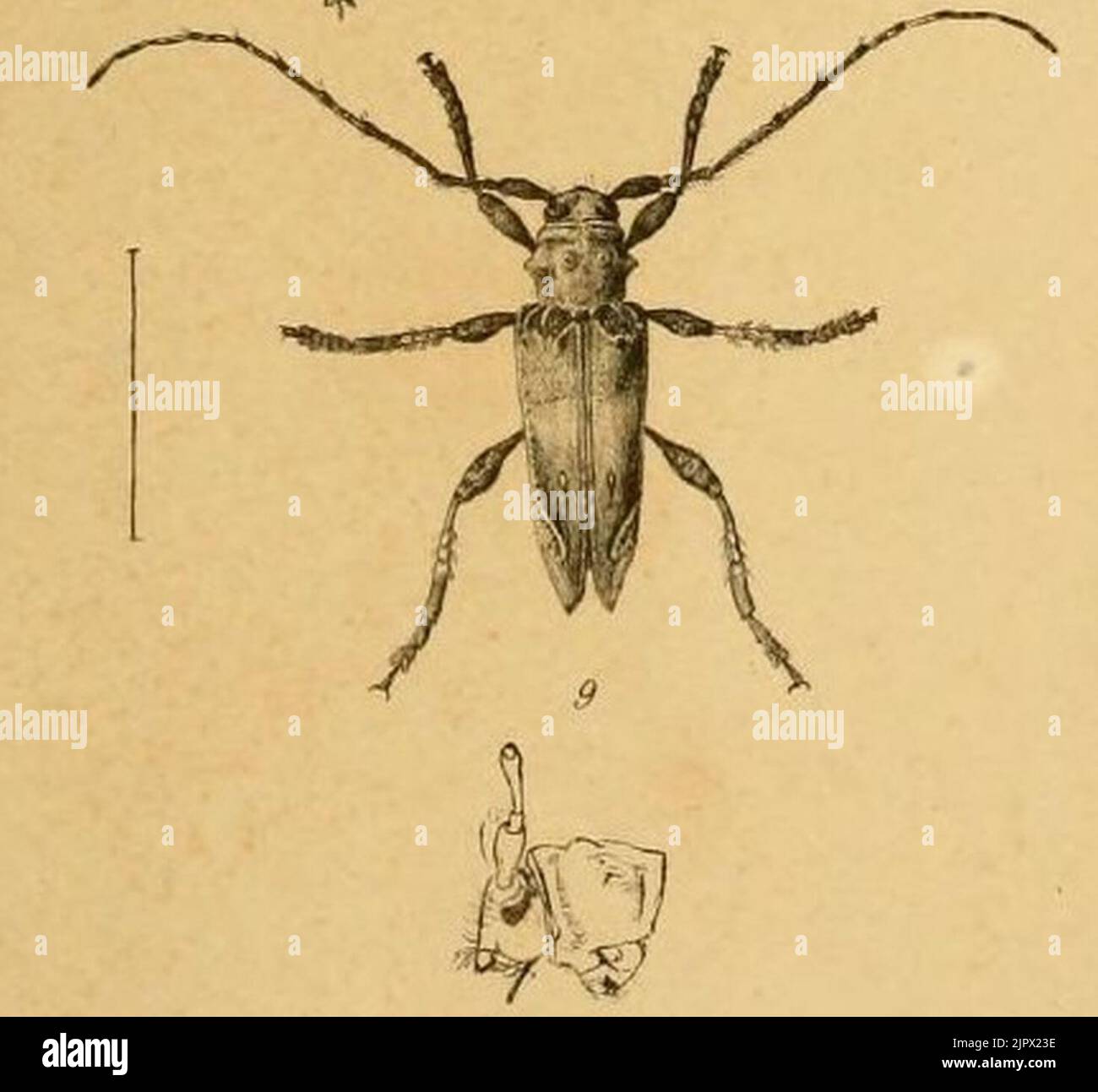 The zoology of the voyage of the H.M.S. Erebus and Terror Tab. 4 Fig. 9 (cropped Stock Photo - Alamy