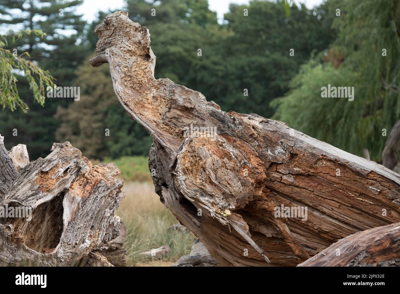 Tree left to rot hi-res stock photography and images - Alamy