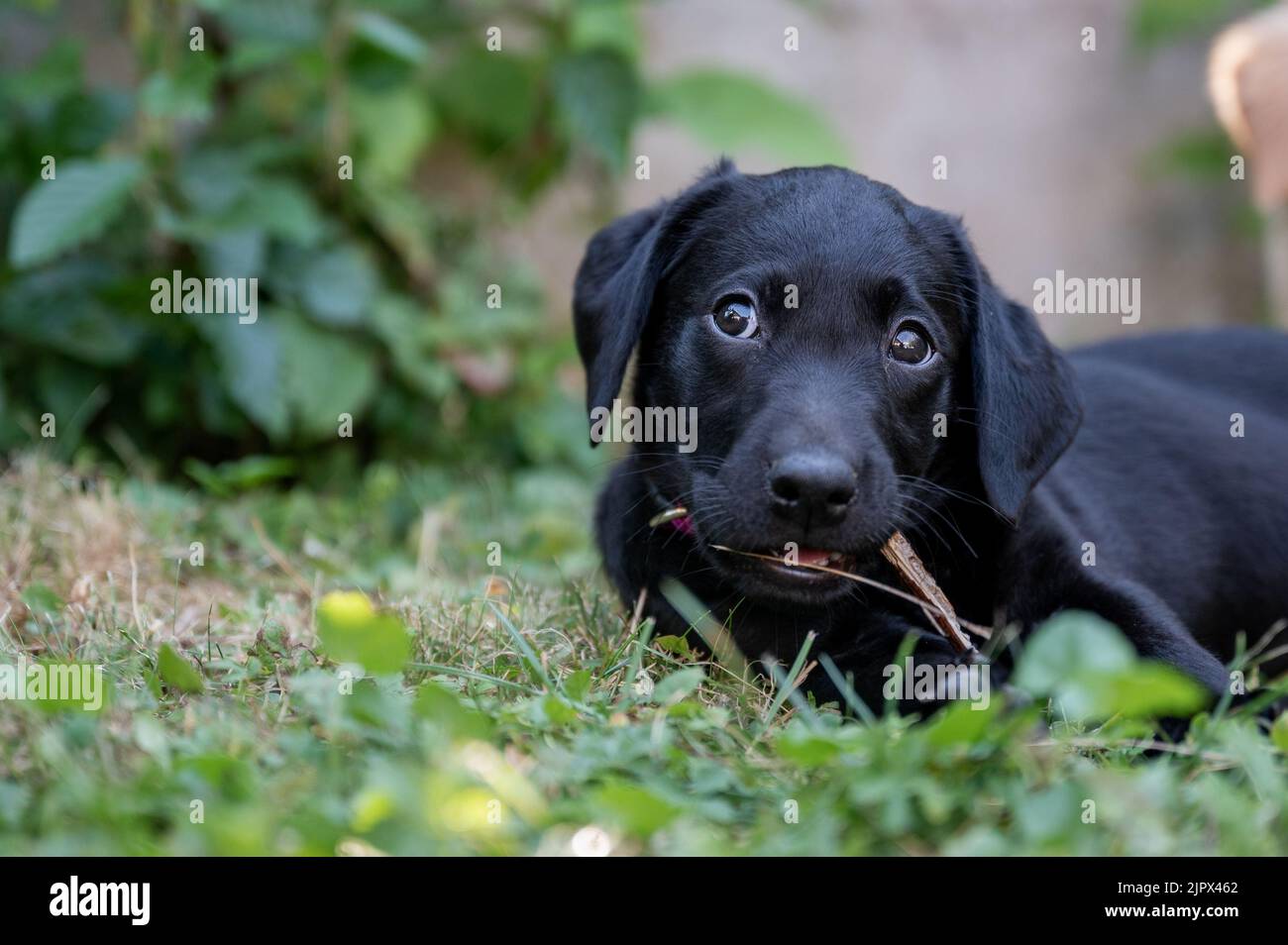 Cute black labrador retriever puppy lying in green grass chewing on a ...