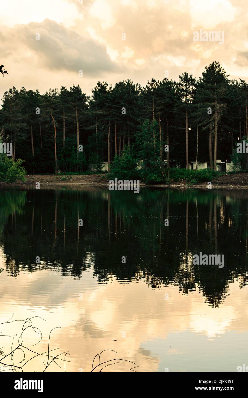 A vertical shot of trees reflecting in the lake surface at sunset Stock ...