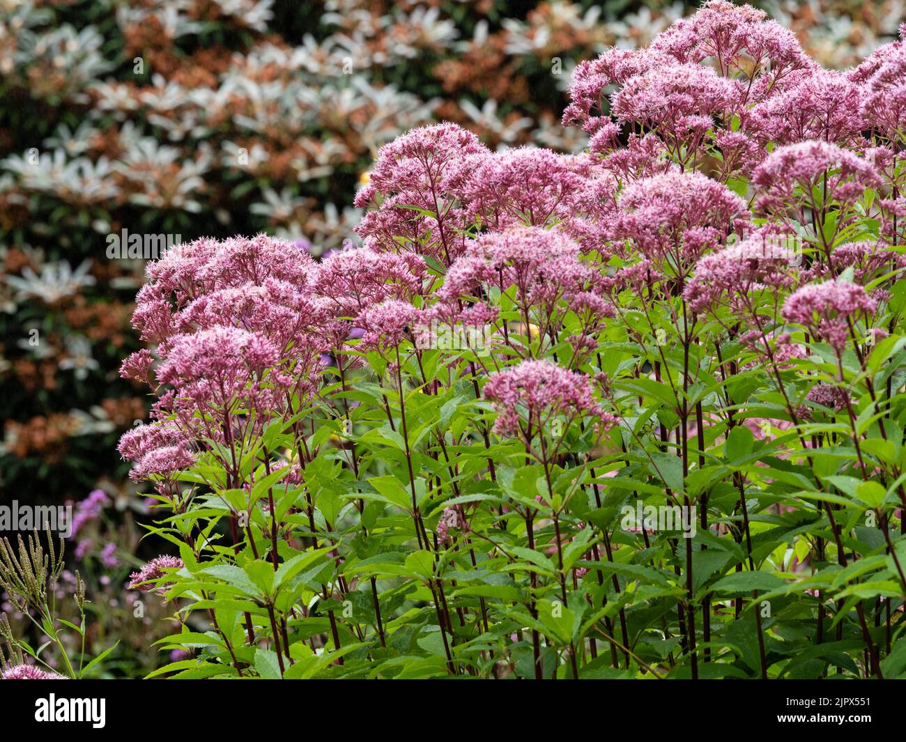 Purple flowers of the perennial hemp agrimony, Eupatorium cannabinum ...