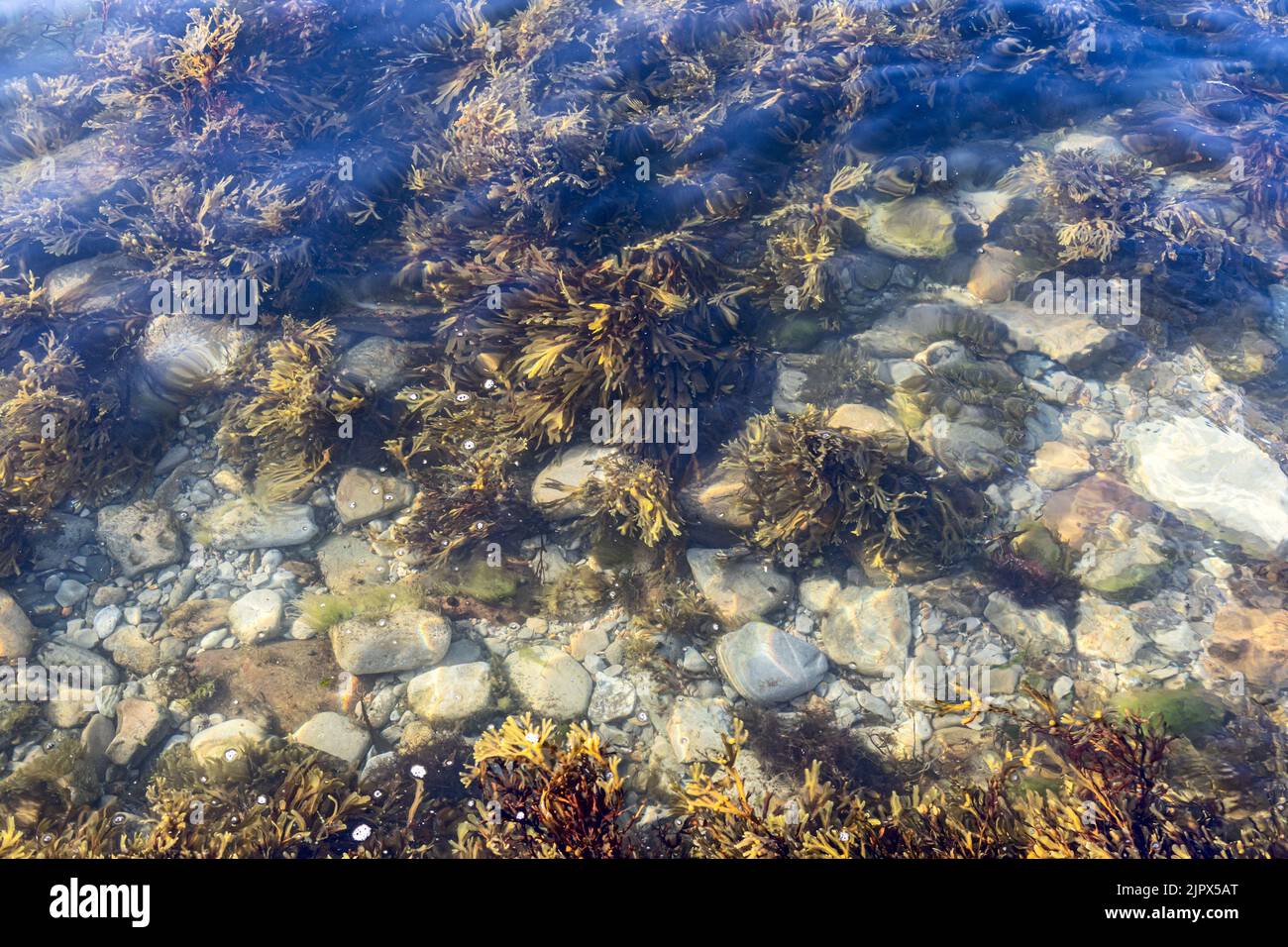 Serrated Wrack seaweed and bolders, dusk, summertime, Peveril, Swanage ...