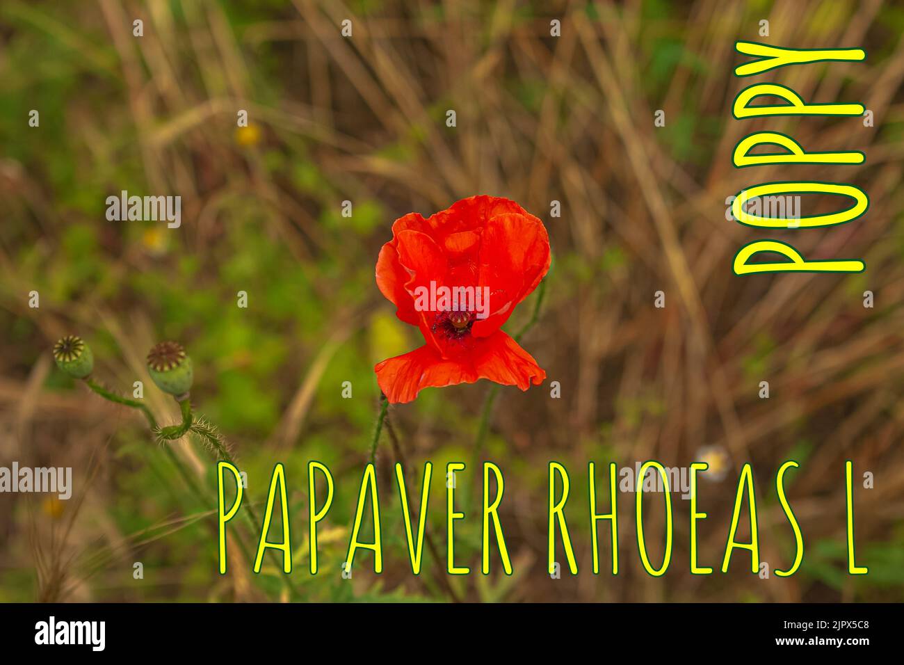 Blooming poppy,Papaver rhoeas L. Also called poppy or corn rose, it is ...