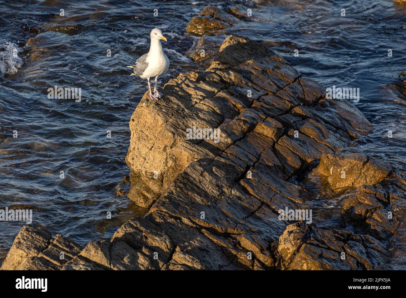 Herring Gull on rocks, Peveril point, Swanage Bay, dusk, summertime ...
